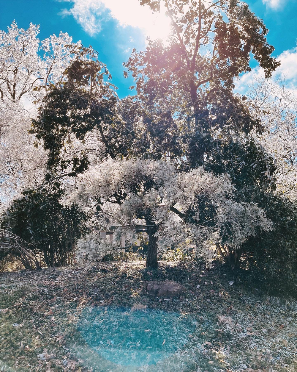 Memphis Flyer | Ask the Experts: Is Memphis Winter Weather Getting More ...