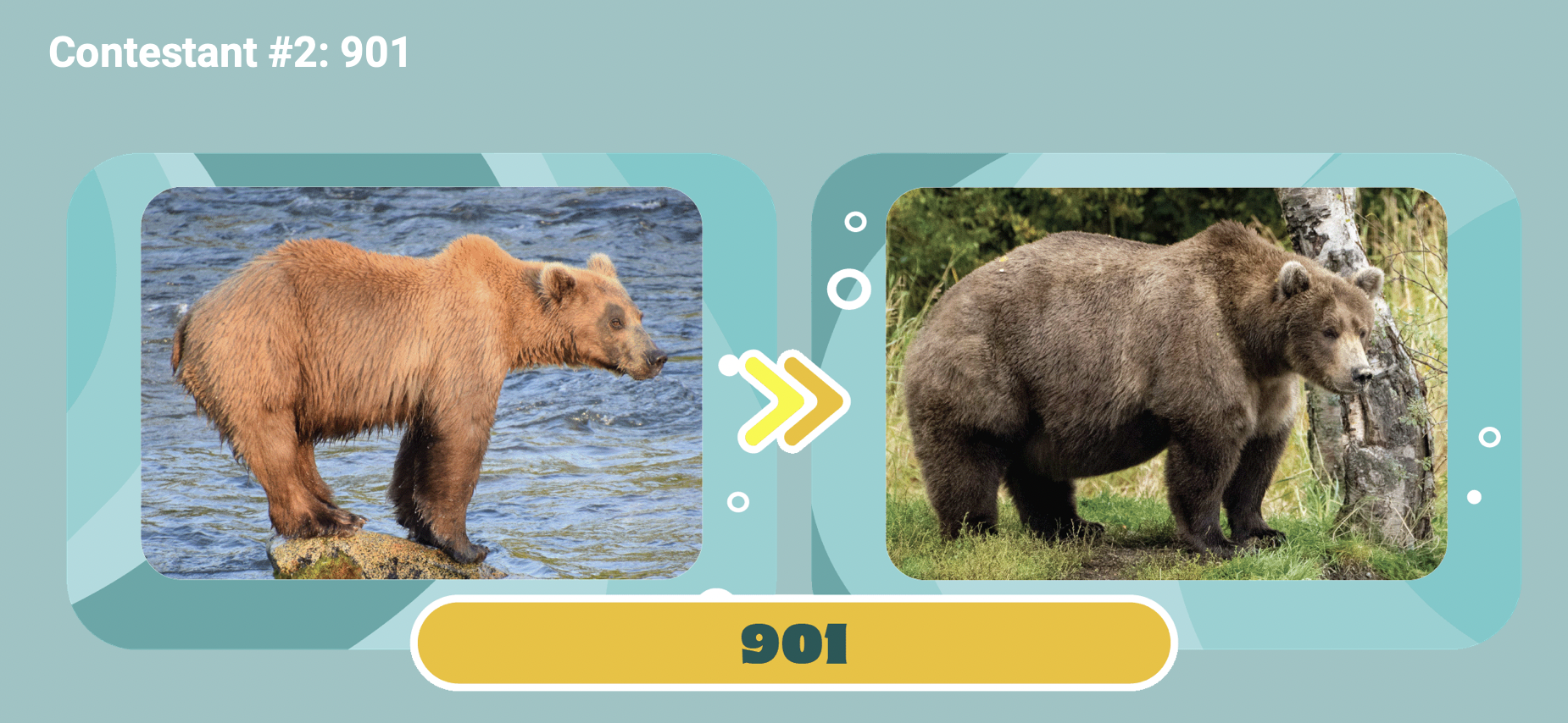 Memphis Flyer | Brown Bear Named 901 Falls Short of “Fat Bear Week” Title