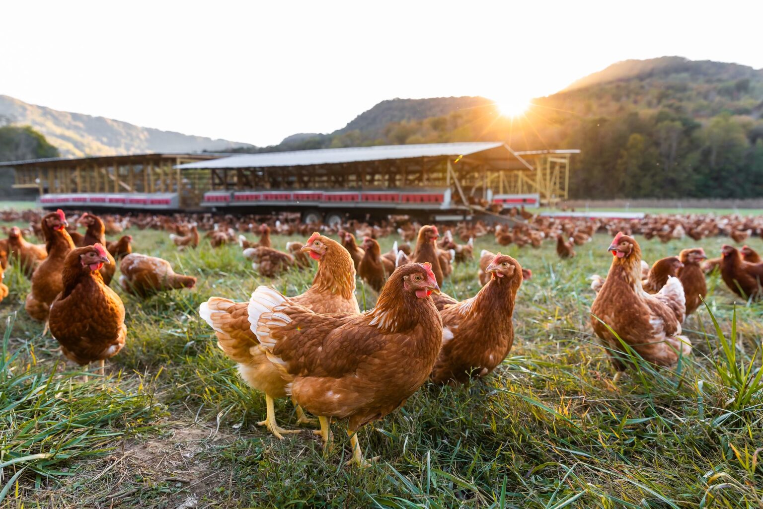Memphis Flyer | Tennessee Poultry Experts Say Egg Prices Due to Remain High