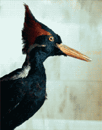 Memphis Flyer | A Bird Named Elvis