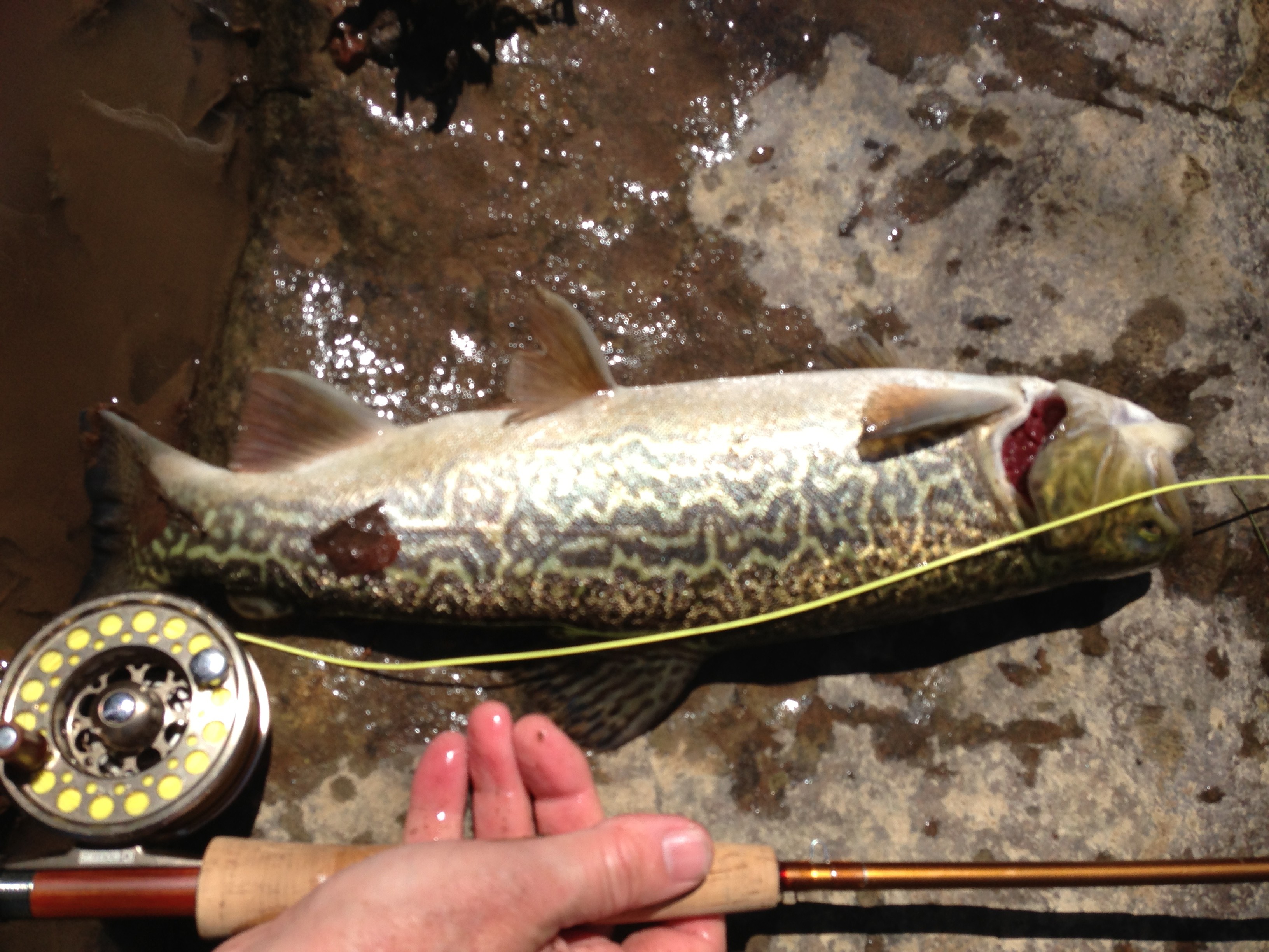 Memphis Flyer | A Western Pennsylvania Fishing Trip